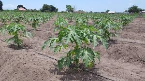 KILIMO CHA MAPAPAI NA SOKO LAKE