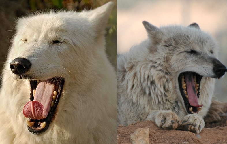 White Wolf : Scientists Claim That Wolf Yawning Is Contagious. Let's ...