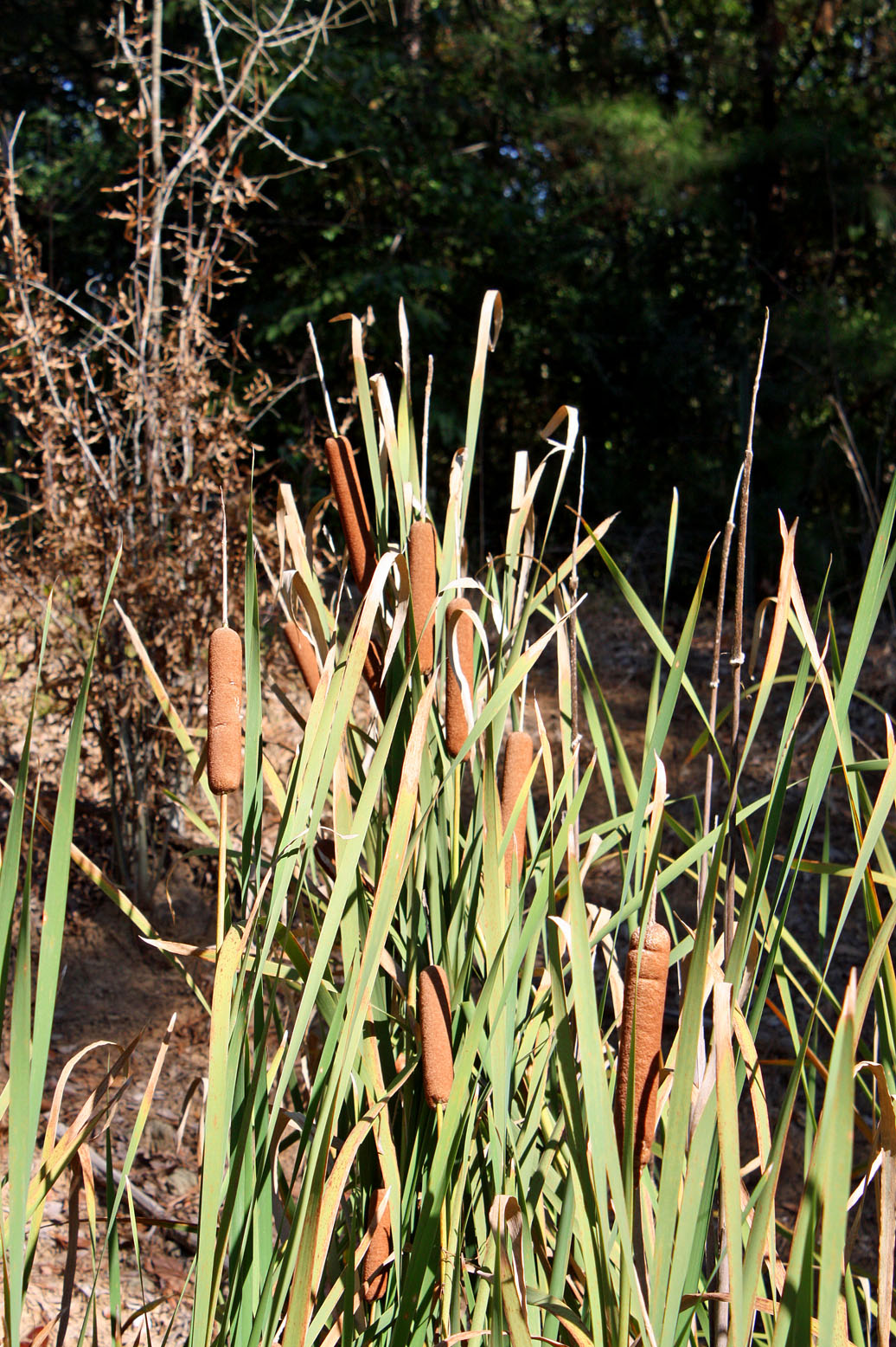 Southern Lagniappe: A Tale about Cattails