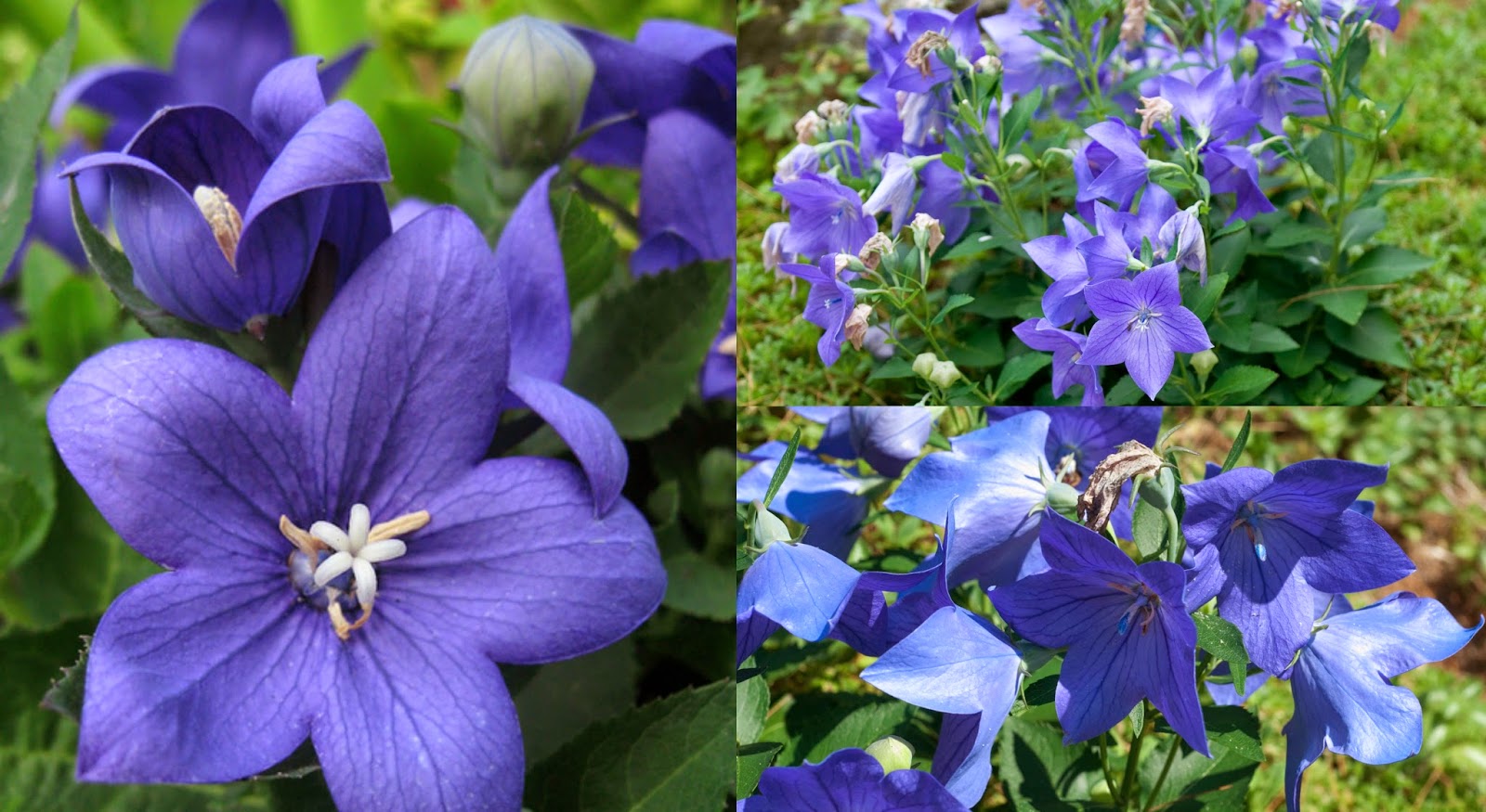 Hannah the Dreamer: Flower of the Day - Chinese Bellflower