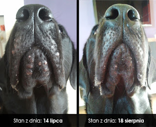 Dogs' Paths: Staphylococcus pseudintermedius
