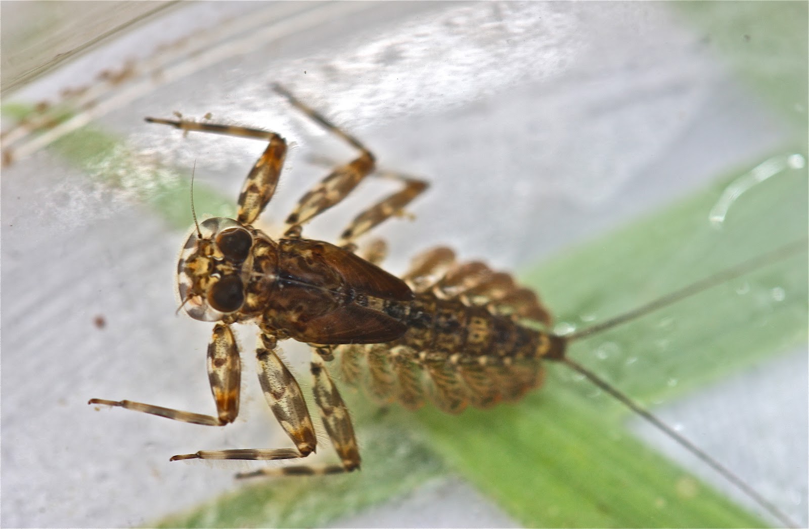 Aquatic Insects of Central Virginia: A Shocker and a Mystery at Buck Mt ...