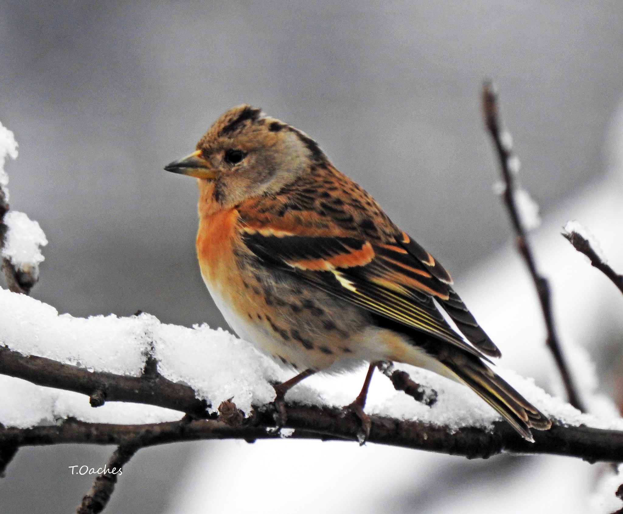PASARI DIN ROMANIA: CINTEZA DE IARNA, Fringilla montifringilla