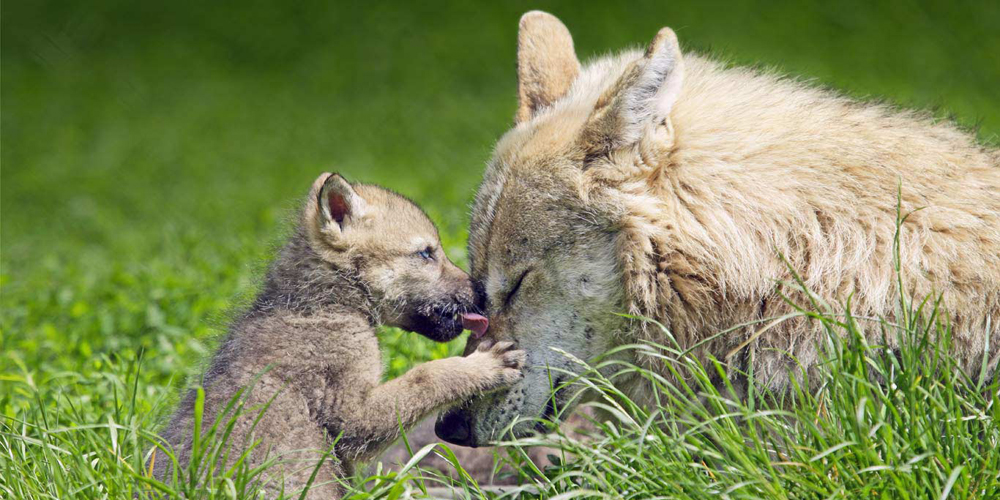 White Wolf : Wolves And Their Charming Miniature Versions (12 Pics)