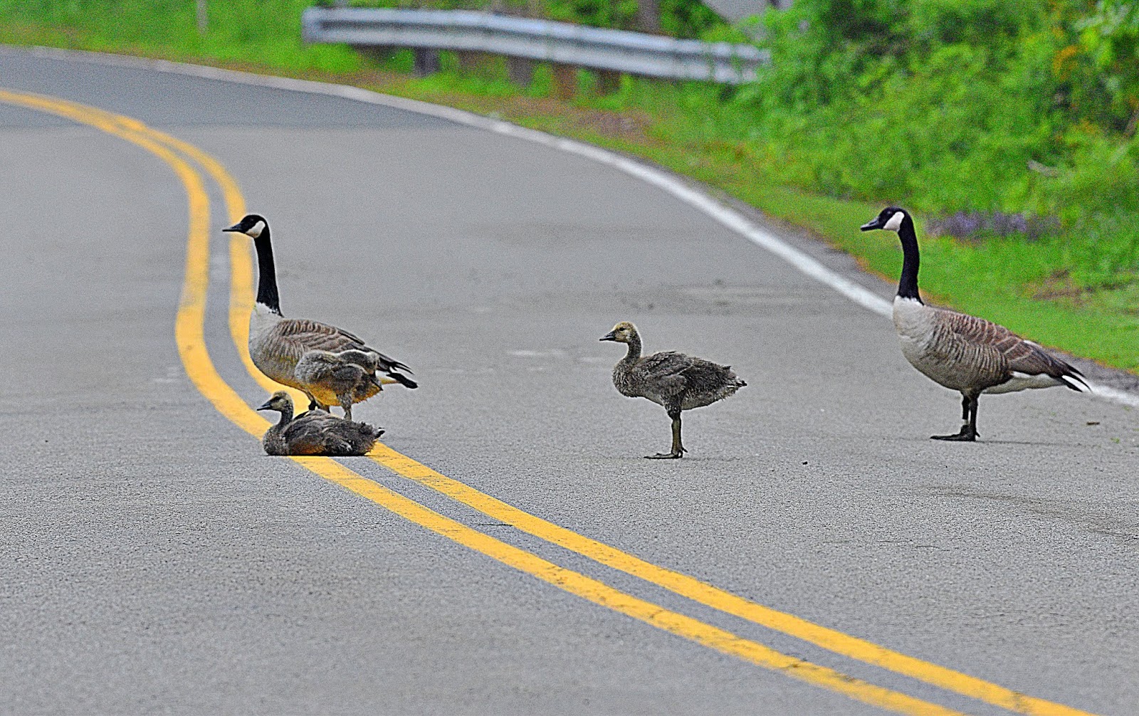 Den'sphotogallery: Canada Geese Portfolio