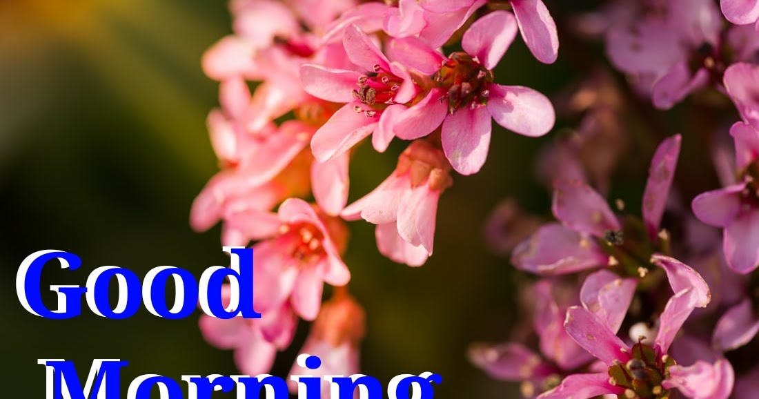 Top 10 Good Morning Images greeting Pictures,Photos for Whatsapp - Good ...