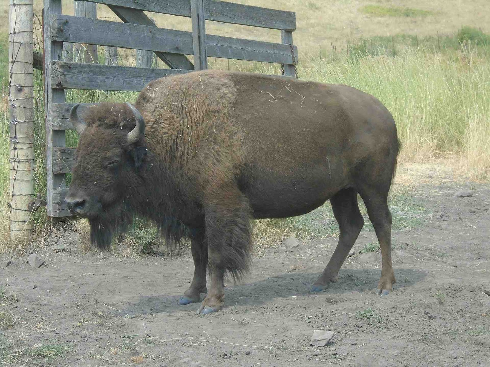 Life among the Tall Pines: Bison Range visit