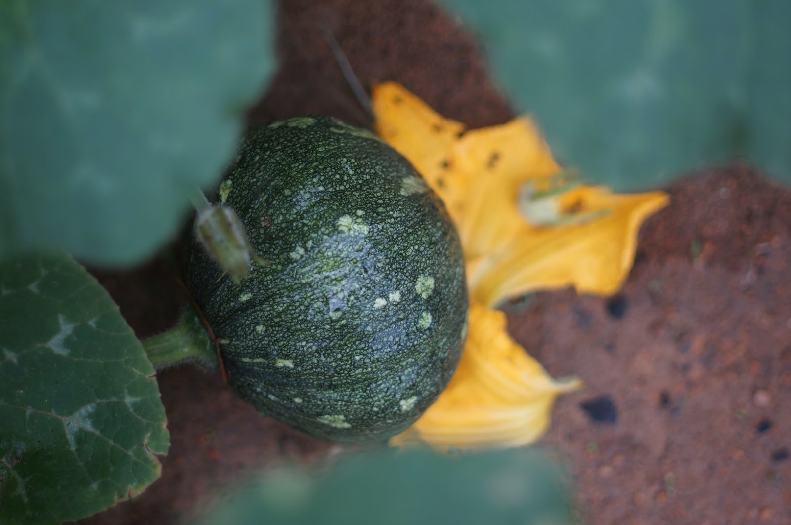 kebun kecil impian besar: Buah Labu Manis No. 2 dan 3