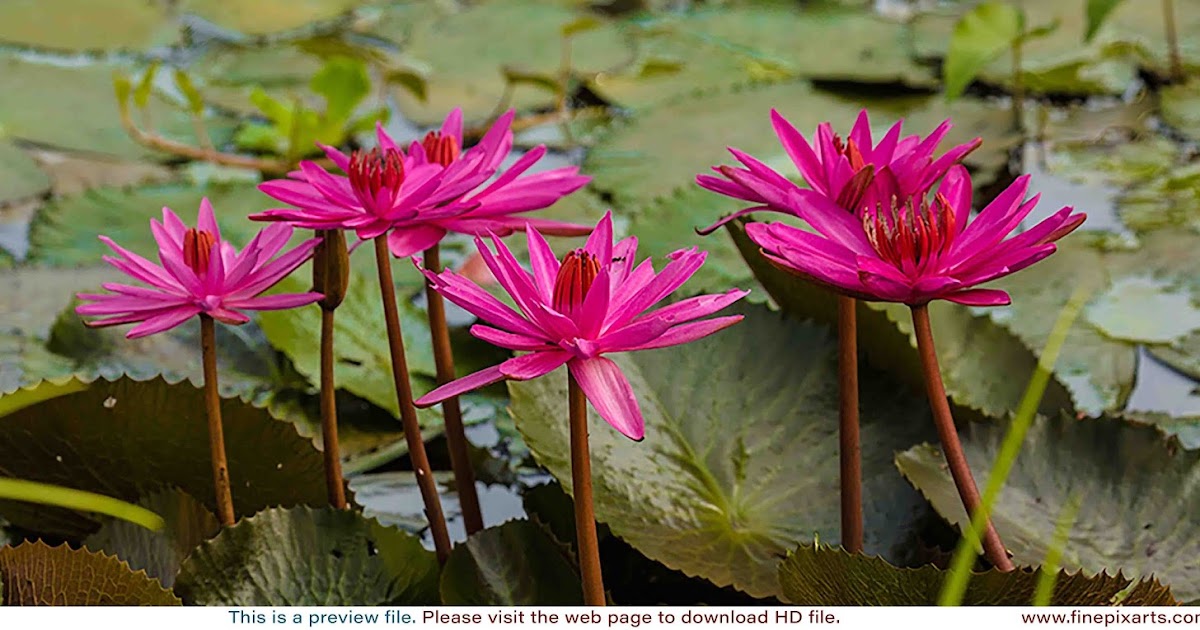 Pink water lily flower 0017