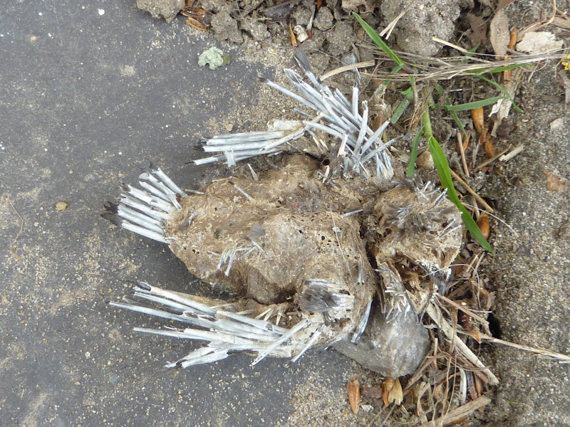 Snodge's subjective travel blog: Day 4 - Norfolk Coast and Villages