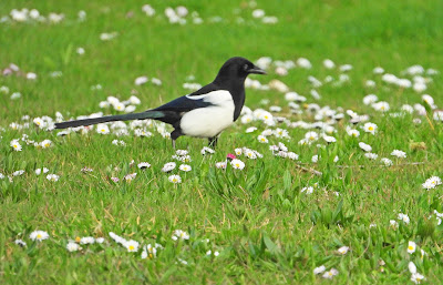 Les Ulis, pays des Merveilles?: OISEAUX DU PARC NORD: LA PIE BAVARDE.