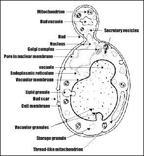 BIOLOGI I: LAPORAN PRAKTIKUM MIKROBIOLOGI UMUM TEKNIK PEWARNAAN KAPANG ...