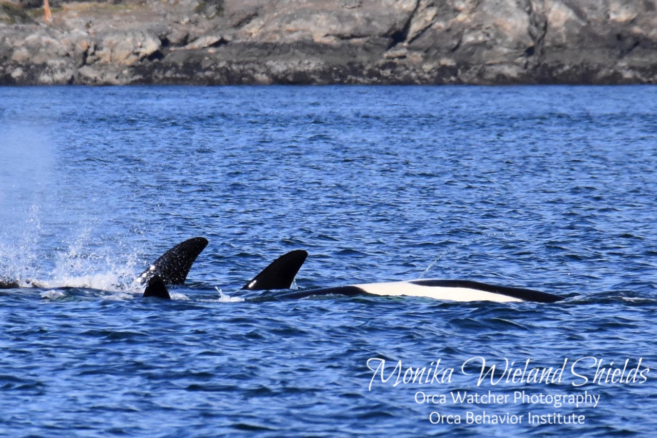 Orca Watcher: March 26 and April 1 with J-Pod