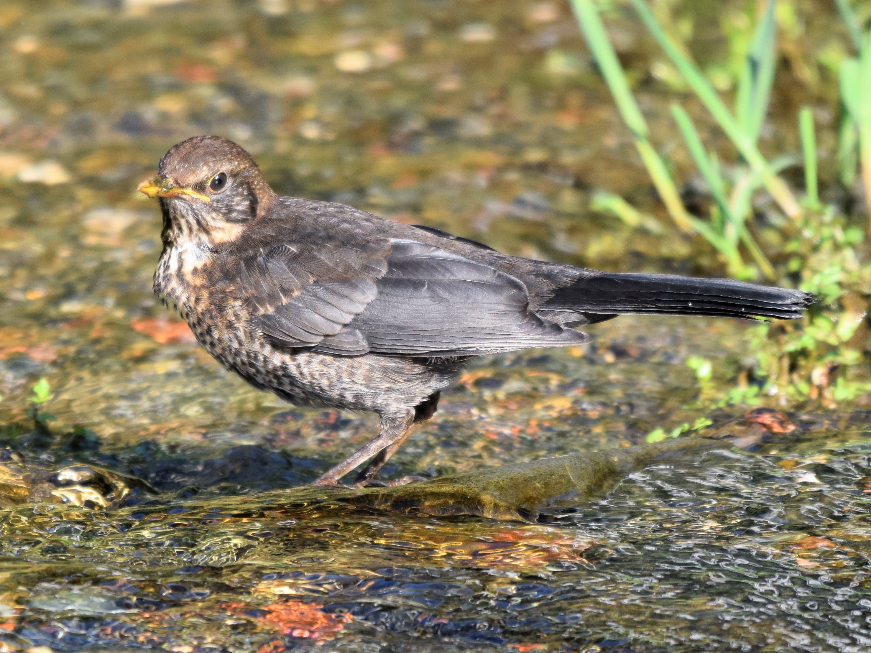 Imagens da vida animal: Por terras da Beira XXXIII: Melro-preto (Turdus ...