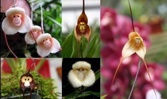 Percayakah Anda, Ada Bunga yang Bentuknya Menyerupai Wajah Monyet