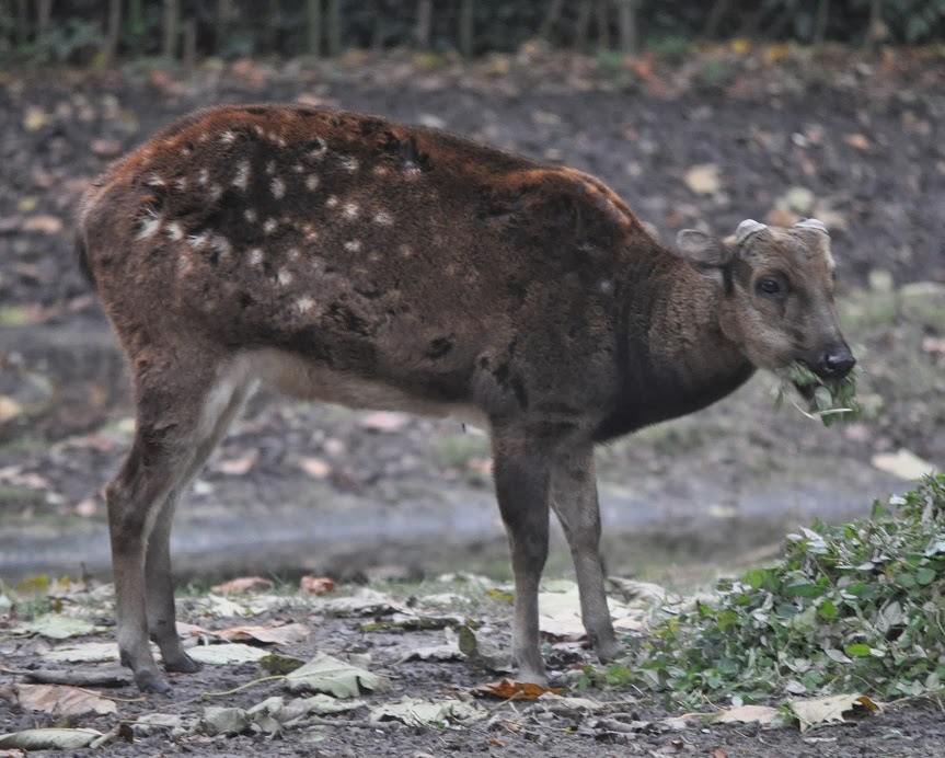 ZOOTOGRAFIANDO (6.100 ANIMALS): CIERVO MOTEADO DE FILIPINAS ...
