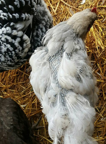 What Is Molting in Backyard Chickens? - Fresh Eggs Daily® with Lisa Steele