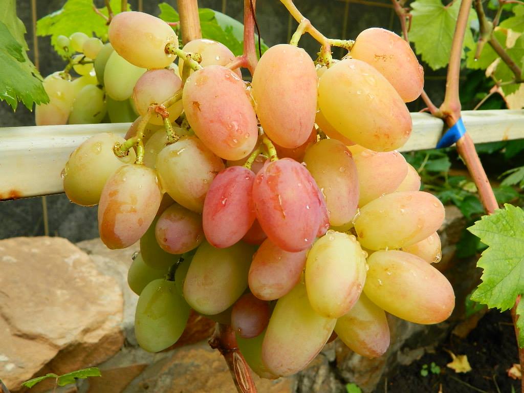 Anggur tropis