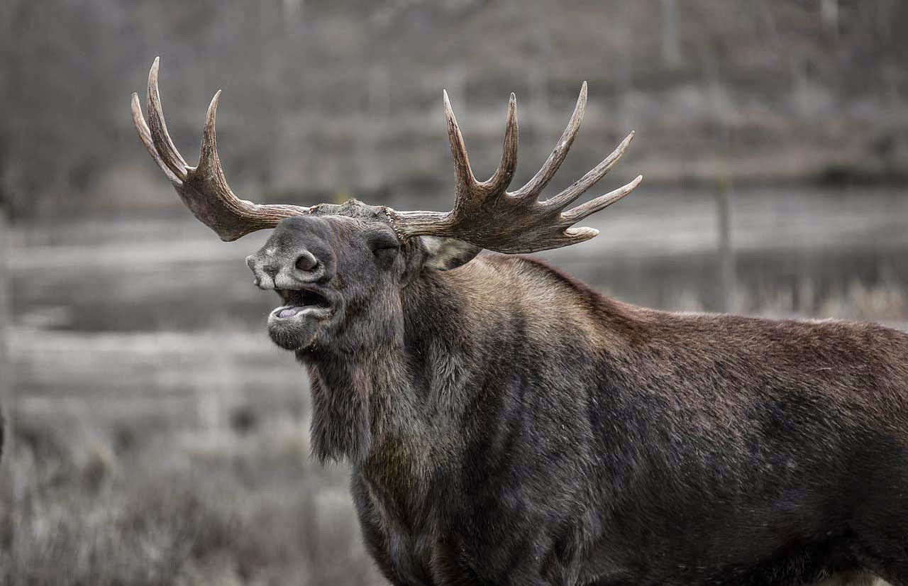 Zvířata celého světa: 11 roztomilých zvířat, která vás můžou zabít
