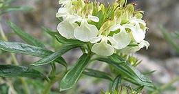 Recepti i zanimljivosti: "TRAVA IVA OD MRTVA PRAVI ŽIVA"