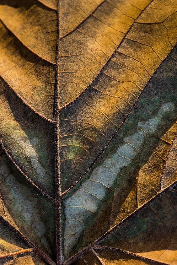 Atrapados por la Imagen: Texturas en Fotografía