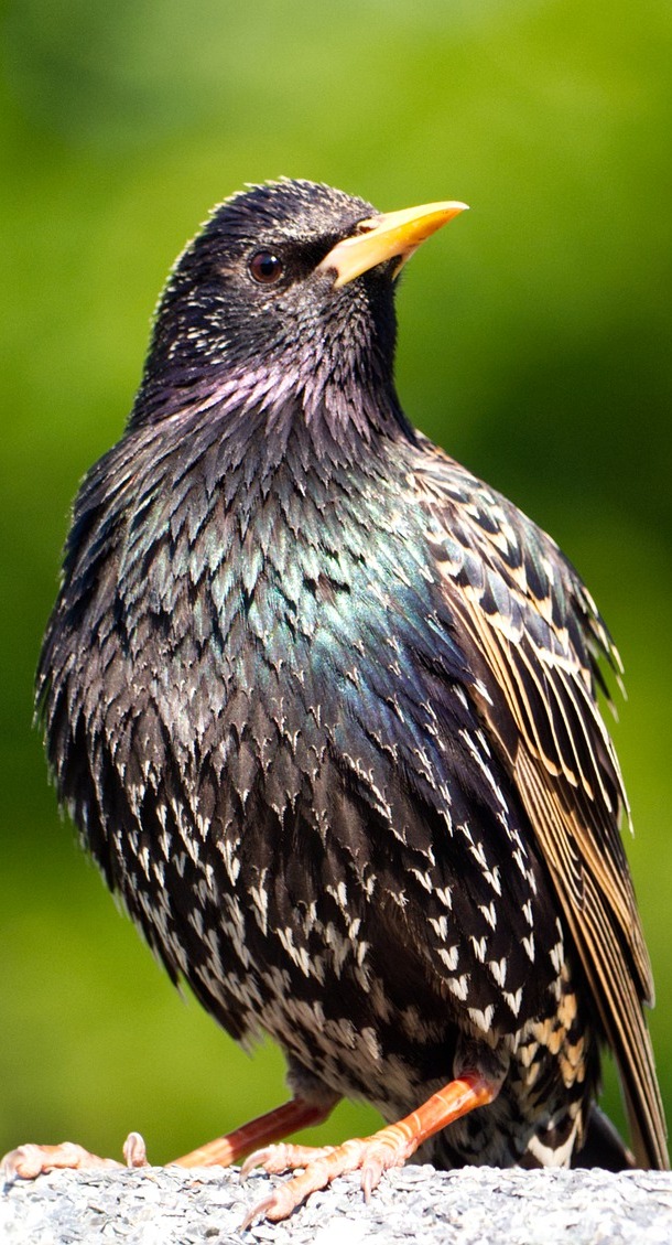 European starling bird - About Wild Animals
