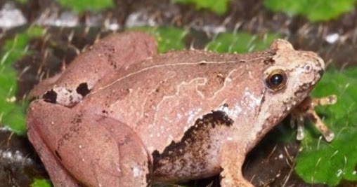 Species New to Science: [Herpetology • 2018] Microhyla gadjahmadai • A ...