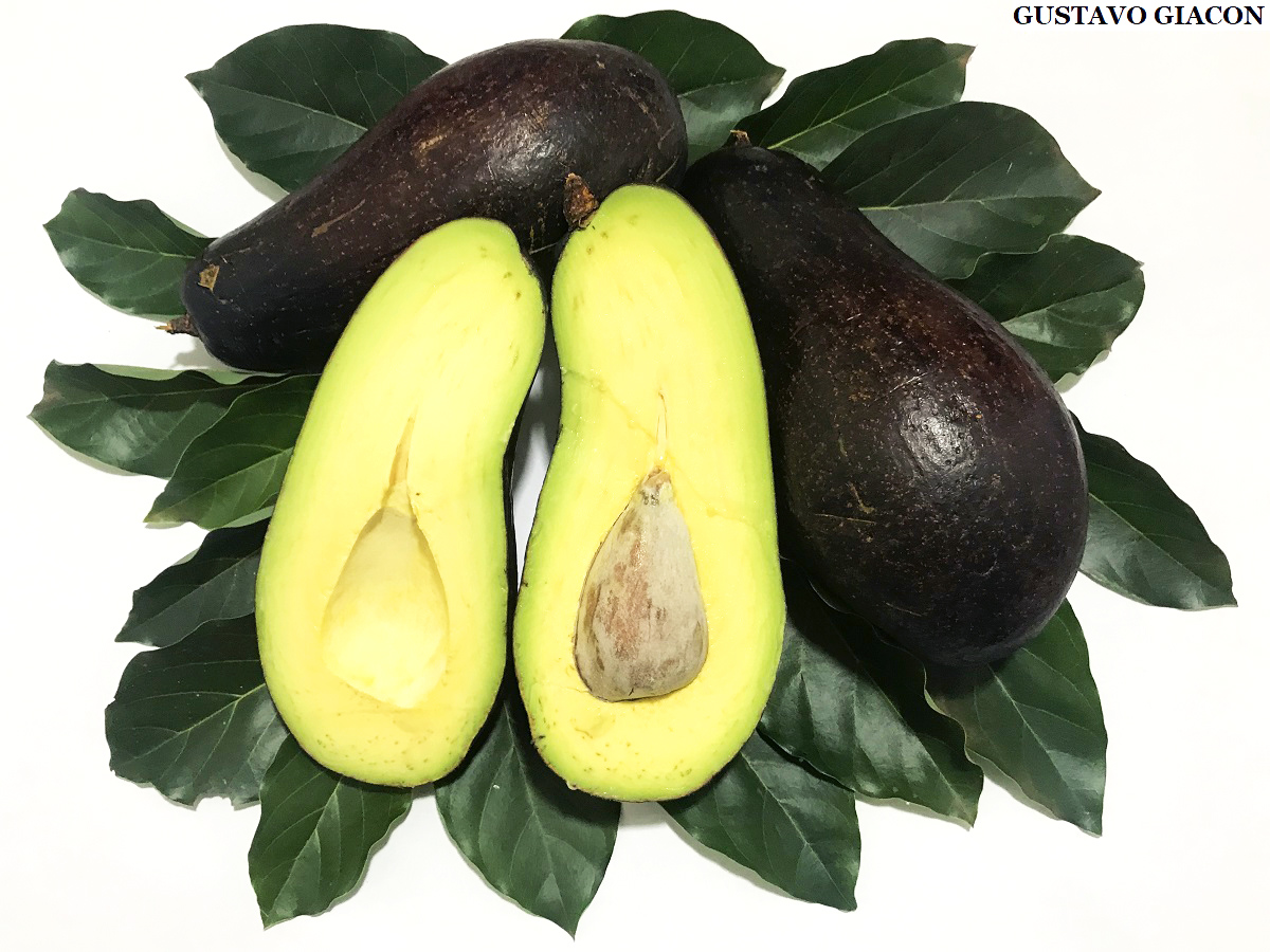 Viveiro Ciprest - Plantas Nativas e Exóticas: Abacate Berinjela ou ...