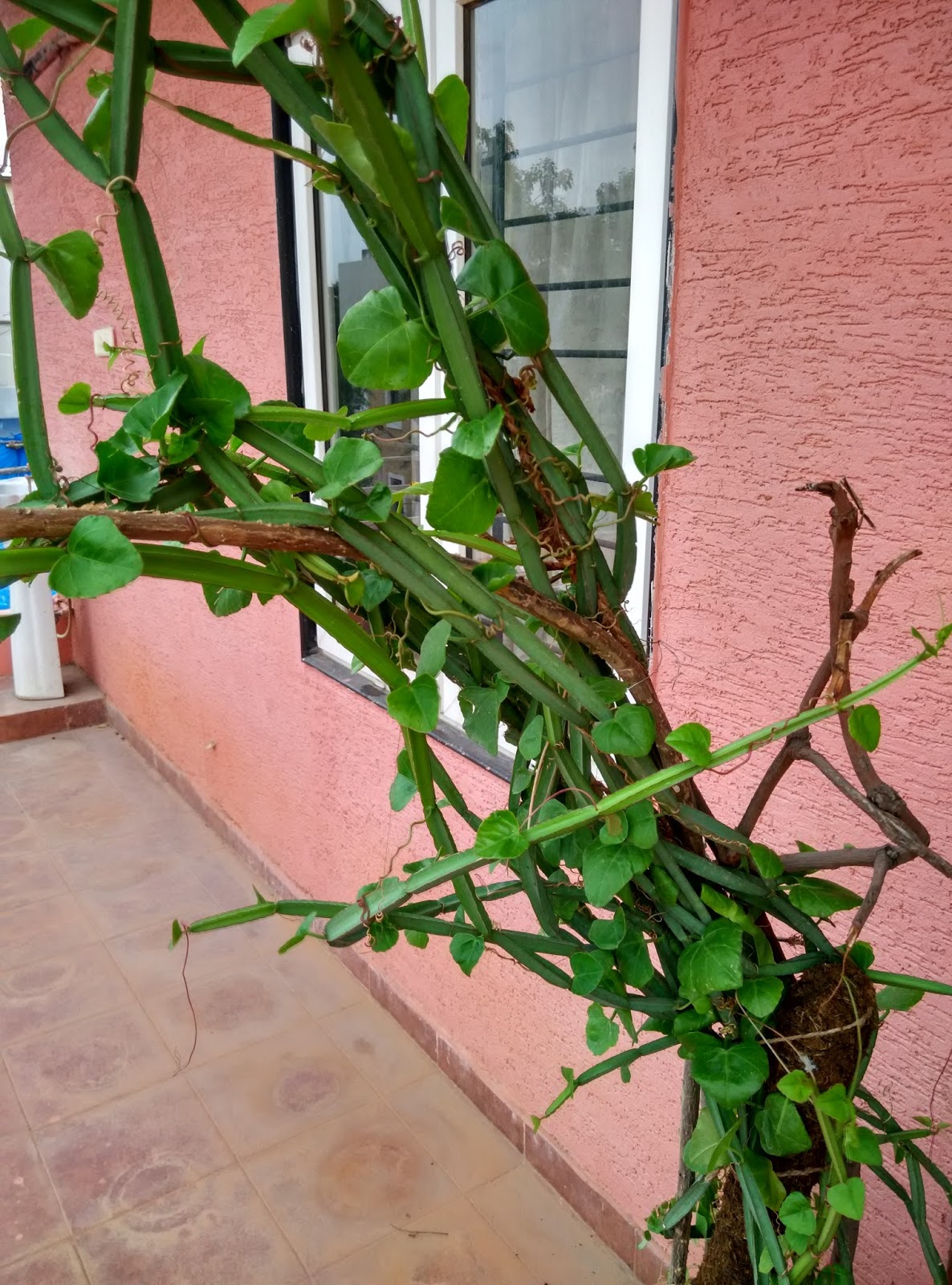 Beshana Indian Samayal: Pirandai/hadjot/nalleda Thogayal