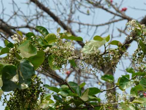 Ajan Trees to be planted where the Palki of Sant Dnyaneshwar halts ...