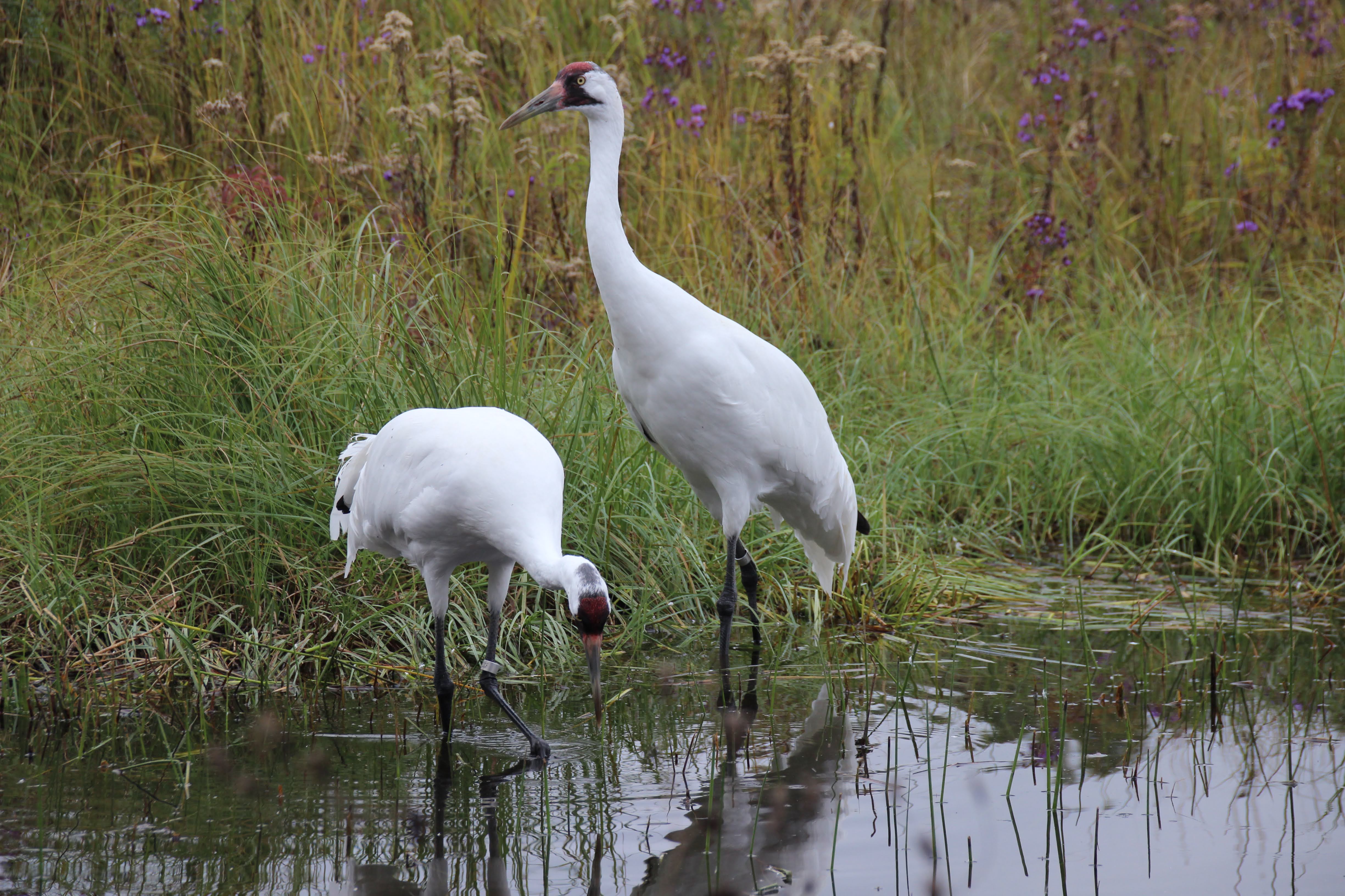 To Behold the Beauty: Still More Cranes
