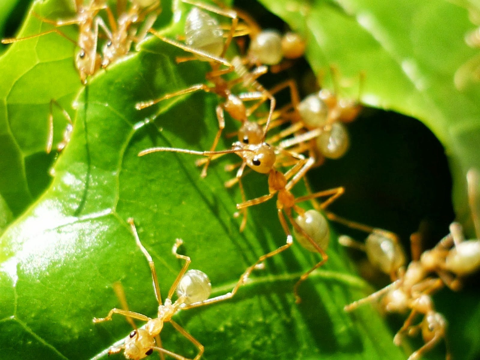 Grit and Giggles: Green Tree Ants