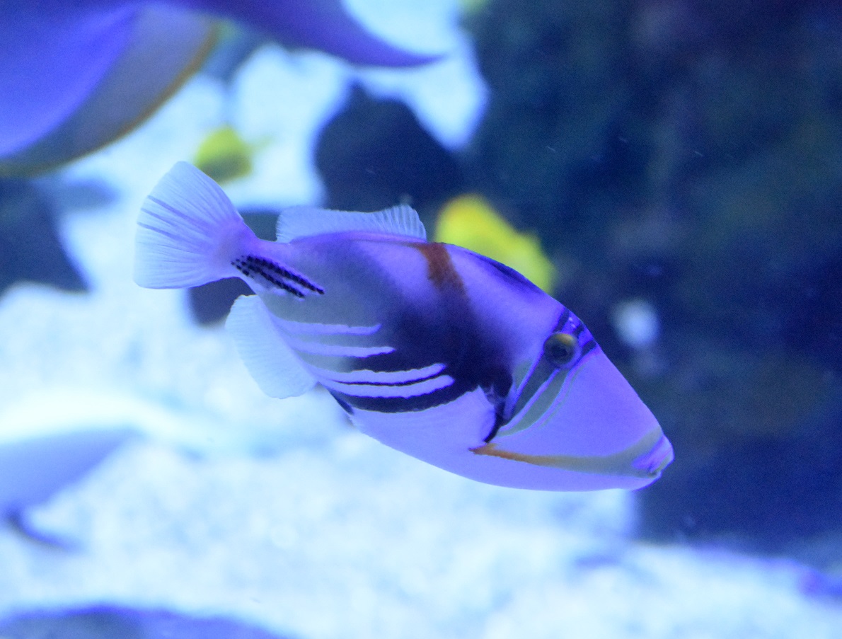 ZOOTOGRAFIANDO (6.100 ANIMALS): PEZ BALLESTA PICASSO / PICASSOFISH OR ...