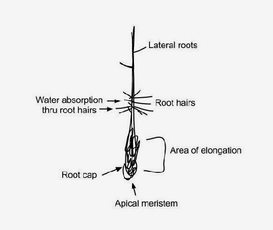 Natural Notes: Tree Biology