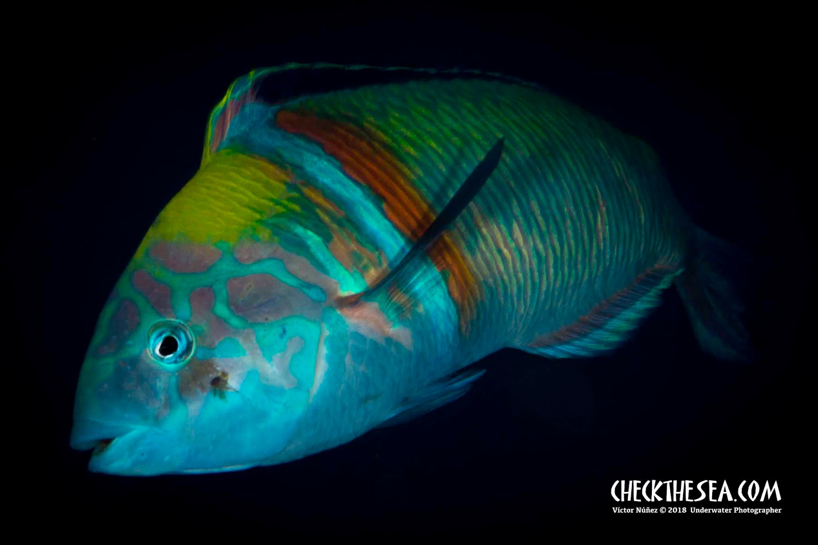 Check the Sea. Web de buceo y fotografía submarina de las Islas ...