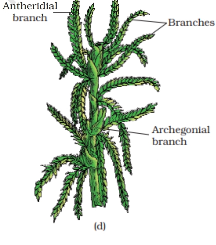 BRYOPHYTES Classification
