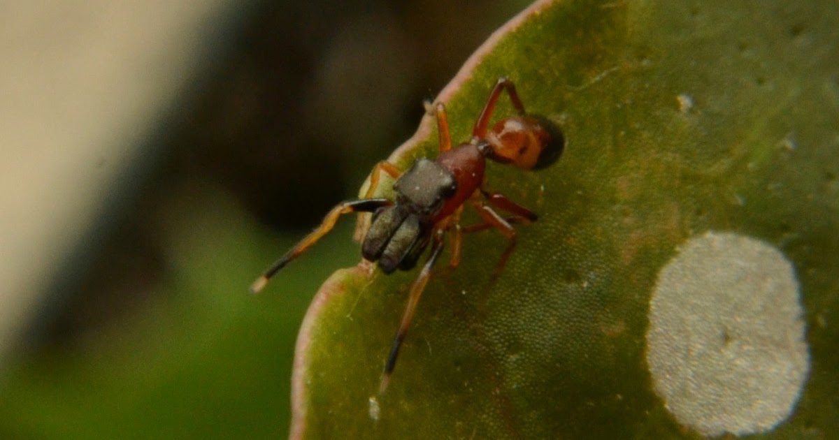 Woods Walks and Wildlife: Myrmarachne formicaria