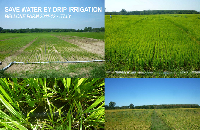 Cara Menanam Padi dengan Irigasi Tetes Netafim di Lahan Gambut (2016 ...