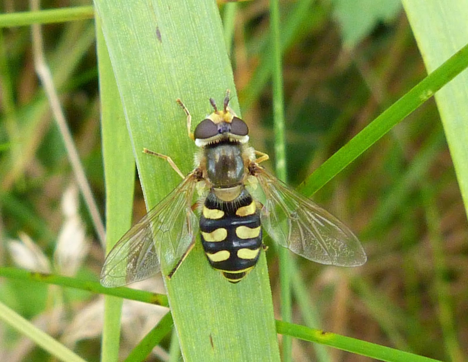 Insects of Scotland: Hoverflies