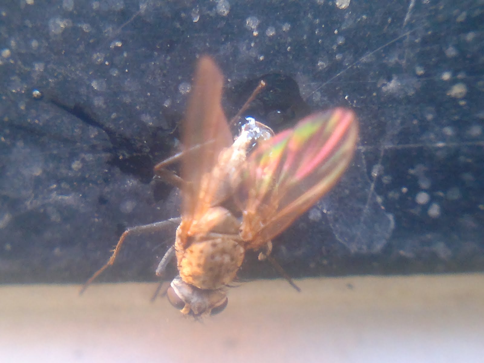 Dead Fly Macro With My Nokia dead-fly-macro-with-my-nokia