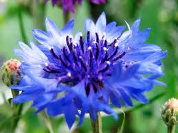 Herbs-Treat and Taste: CORNFLOWERS - HISTORY, SUPERSTITIONS, USES AND ...