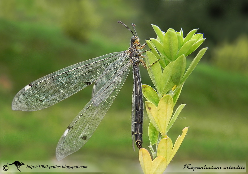 WILDLIFE GATEWAY: Le Fourmilion tétragramme ou longicorne