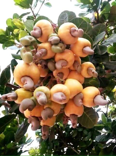 கொல்லாம் பழம் Kollam Pazham (Kollam palam) in kanyakumari District ...