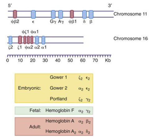 HEMOGLOBIN STRUCTURE