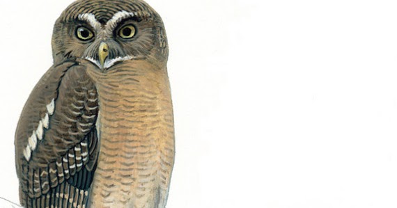 White Wolf : New Owl Species: Camiguin Hawk-Owl, Cebu Hawk-Owl ...