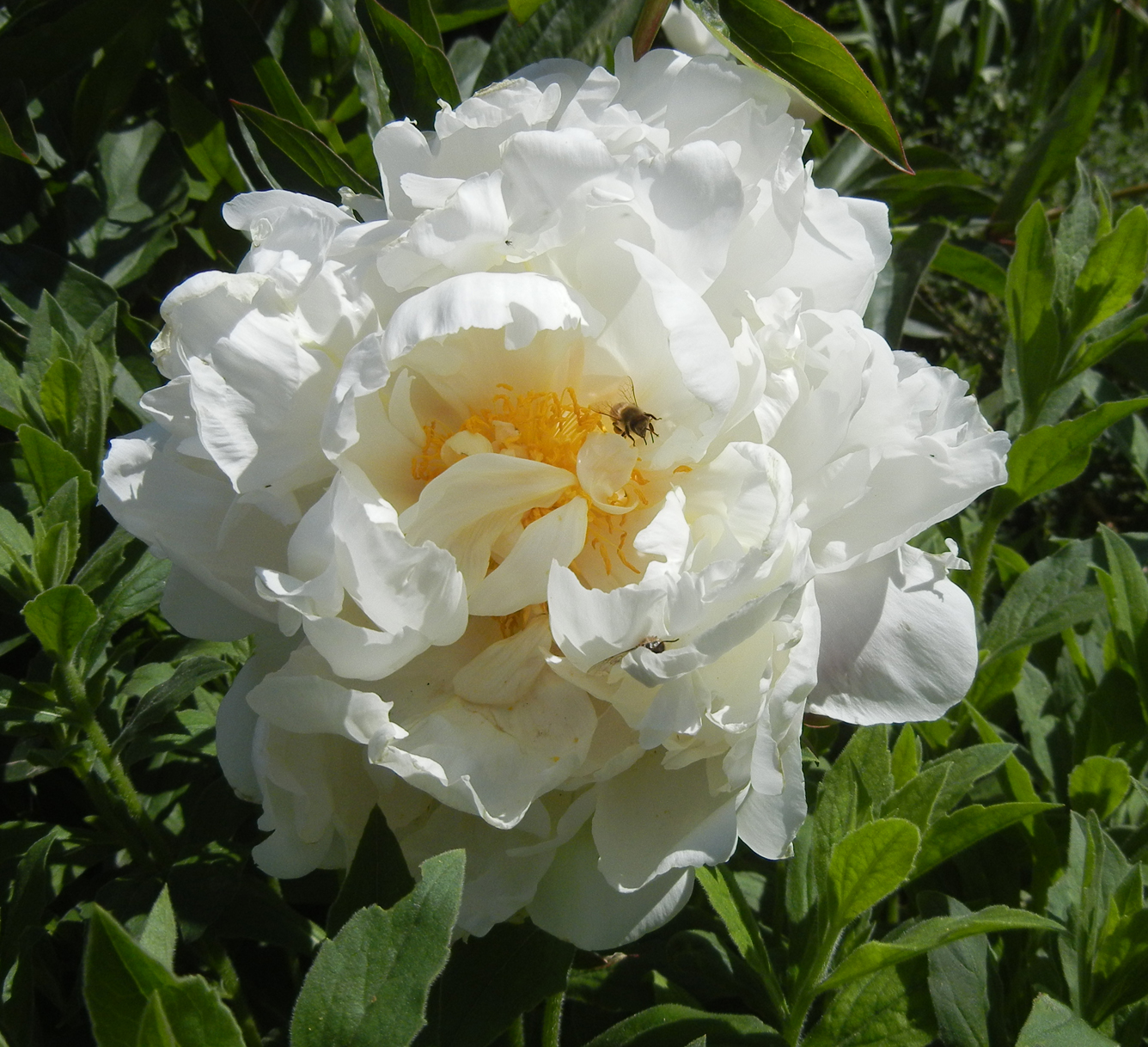 Photographing Flowers: Lovely Whites