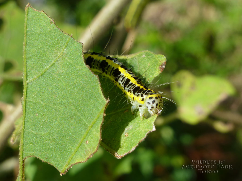 フタトガリアオイガ Transverse Moth-水元公園の生き物