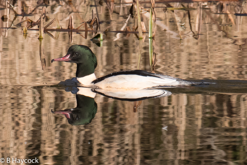 Pembrokeshire Birds: Bosherston Lakes and Stackpole Warren/coast this ...
