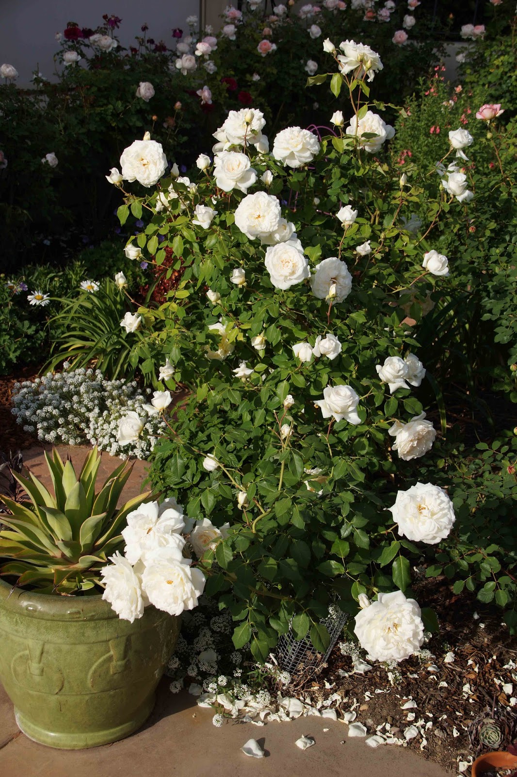 I'm Calling It: Peak Rose 2016