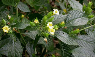Overcome Disease: Strobilanthes crispus B L